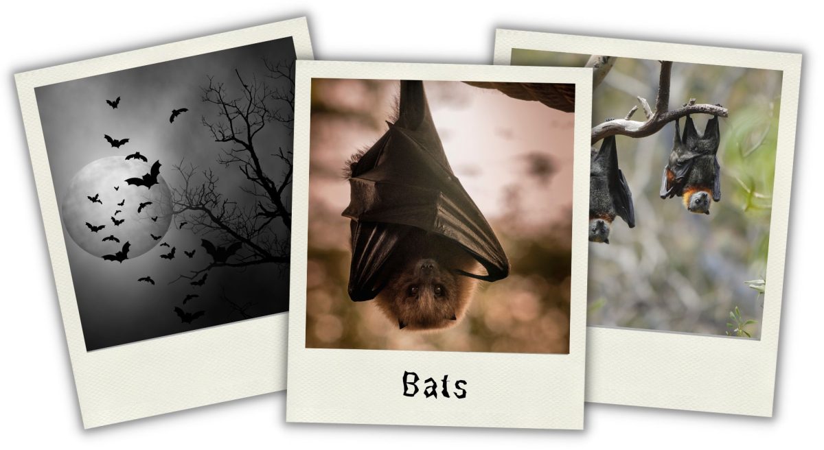 47 Halloween Symbols: What They Mean & Origins