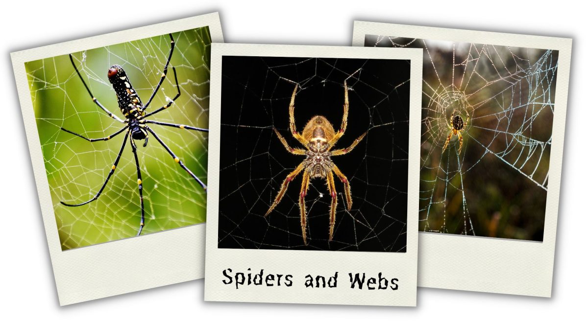 47 Halloween Symbols: What They Mean & Origins