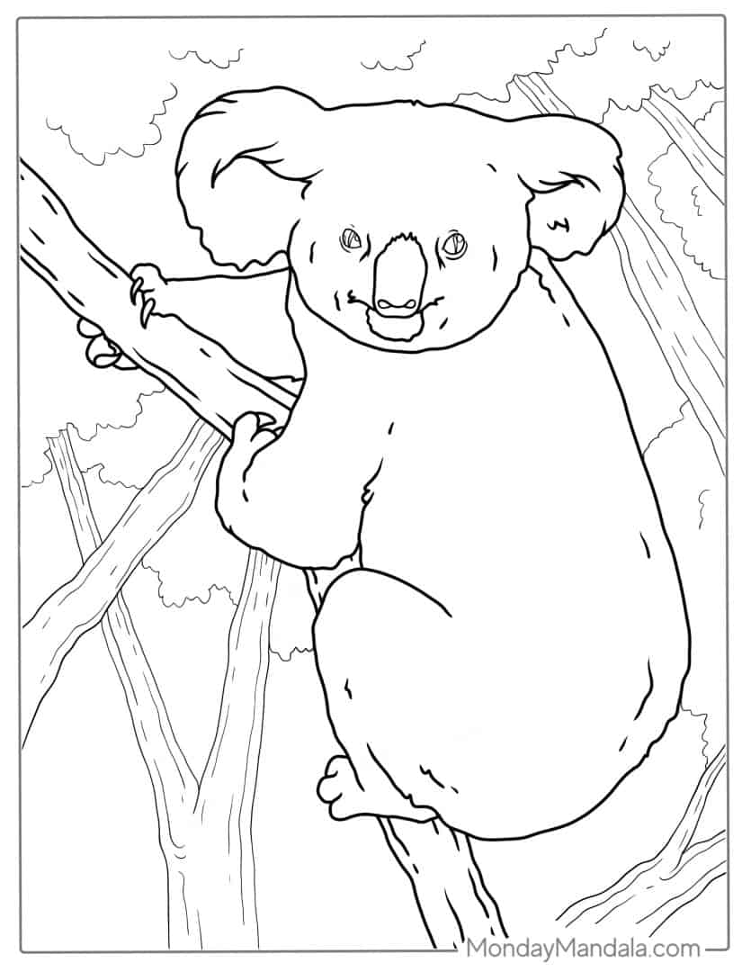 27 Koala Coloring Pages (Free PDF Printables)