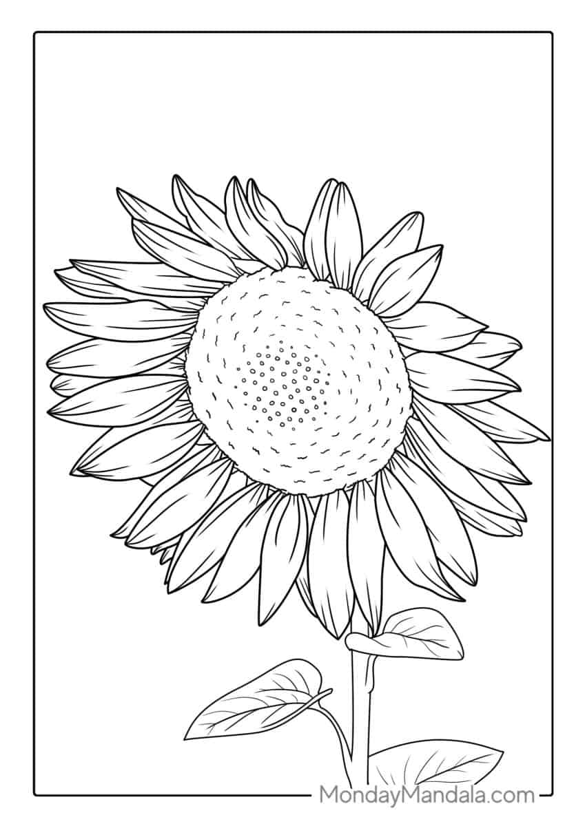 59 Sunflower Coloring Pages (Free PDF Printables)