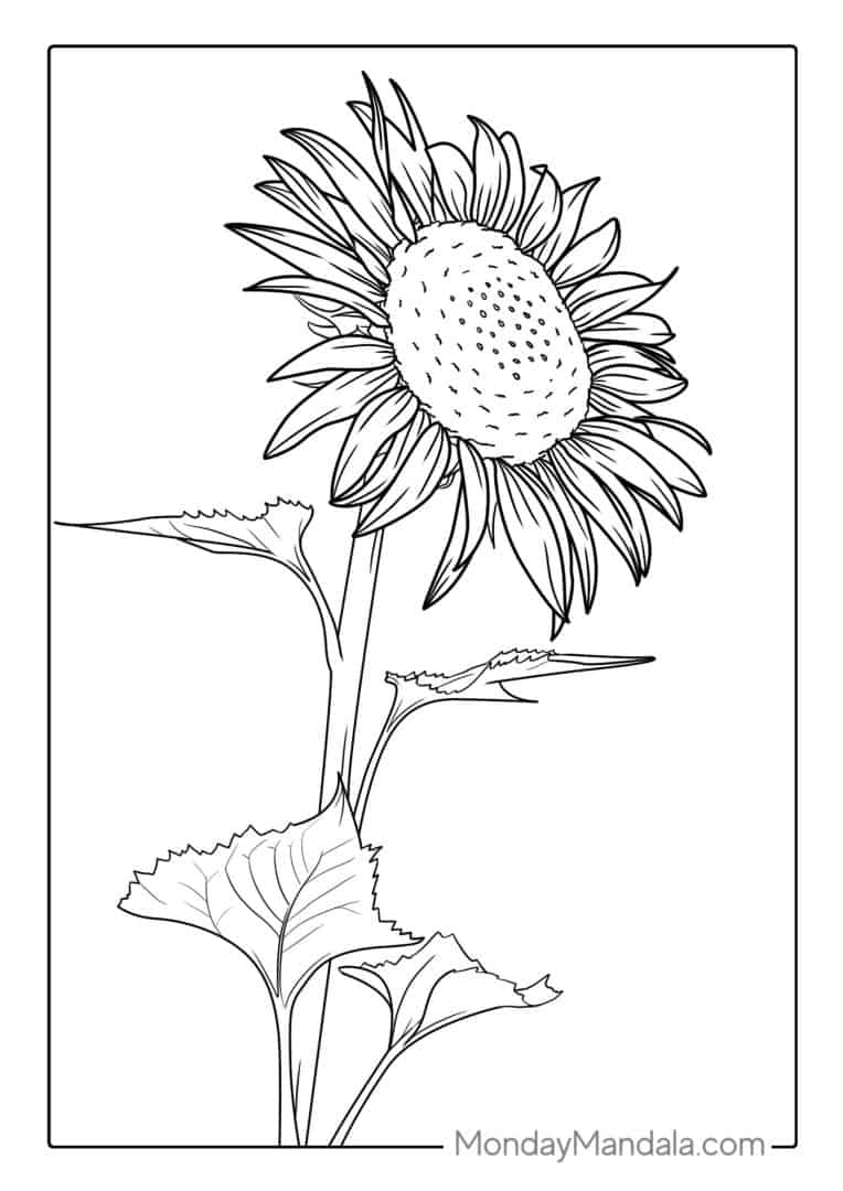 59 Sunflower Coloring Pages (Free PDF Printables)