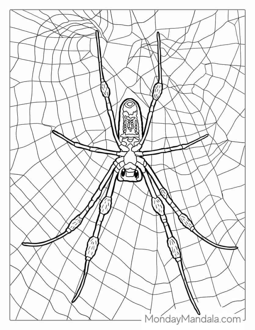 28 Spider Coloring Pages (Free PDF Printables)