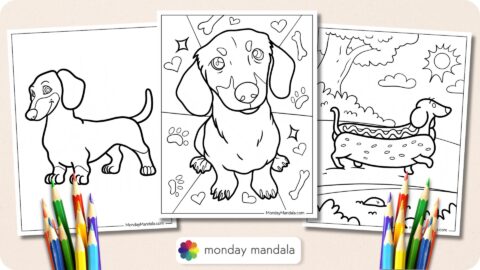 20 Dachshund Coloring Pages (Free PDF Printables)