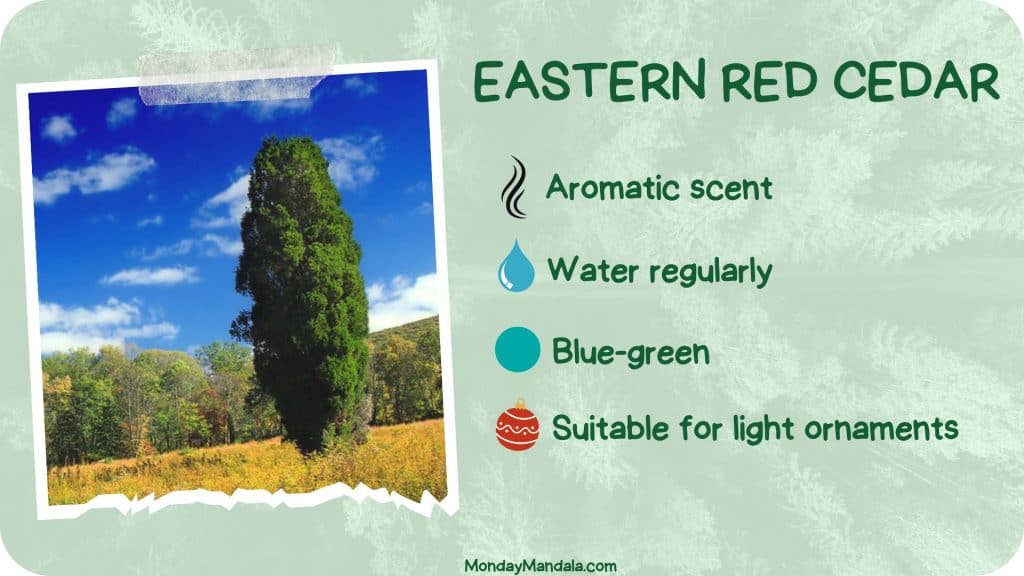 Fir Real? Discover These 30 Types Of Christmas Trees!