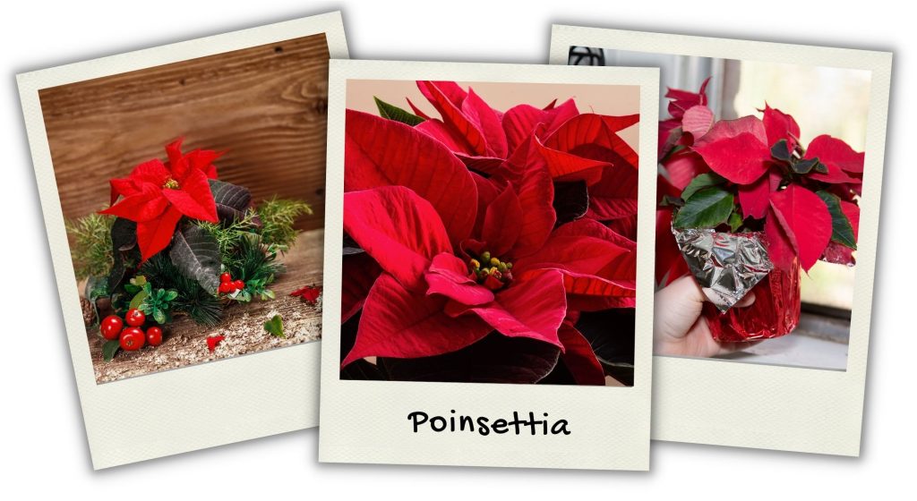 50 Christmas Symbols With Their Origins & Meanings