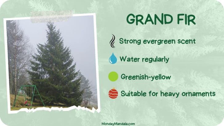 Fir Real? Discover These 30 Types Of Christmas Trees!