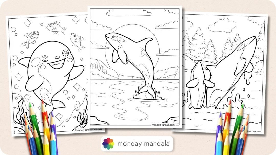 27 Killer Whale Coloring Pages (Free PDF Printables)