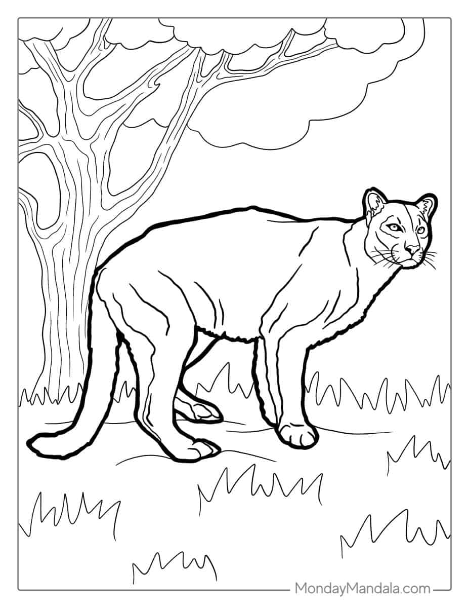28 Lion Coloring Pages (Free PDF Printables)