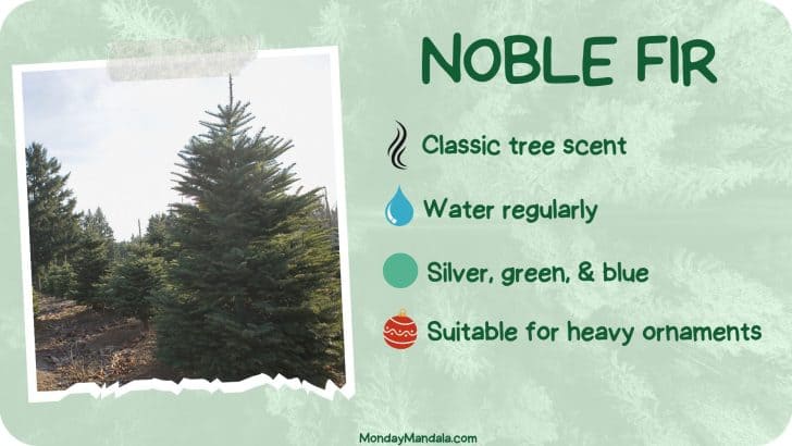 Fir Real? Discover These 30 Types Of Christmas Trees!