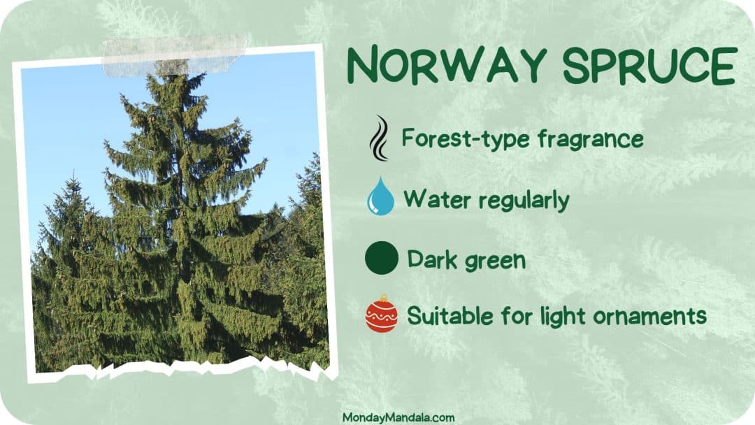 Fir Real? Discover These 30 Types Of Christmas Trees!