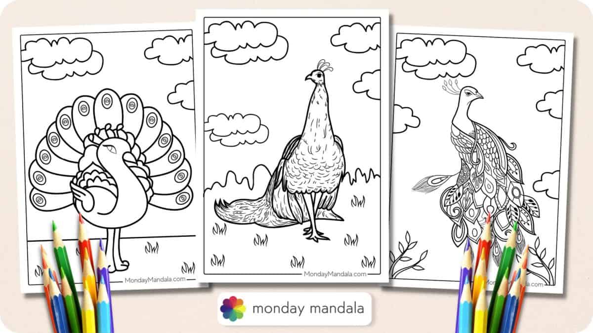 39 Peacock Coloring Pages (Free PDF Printables)