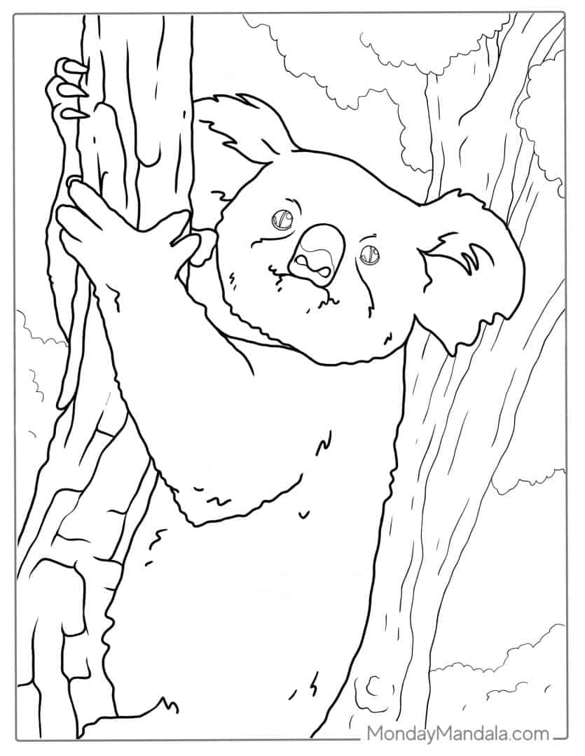 27 Koala Coloring Pages (Free PDF Printables)