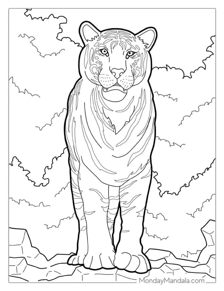 40 Tiger Coloring Pages (Free PDF Printables)