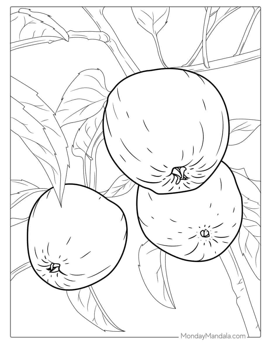 33 Apple Coloring Pages (Free PDF Printables)