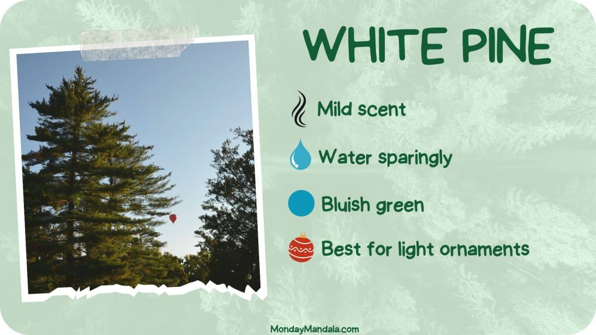 Fir Real? Discover These 30 Types Of Christmas Trees!