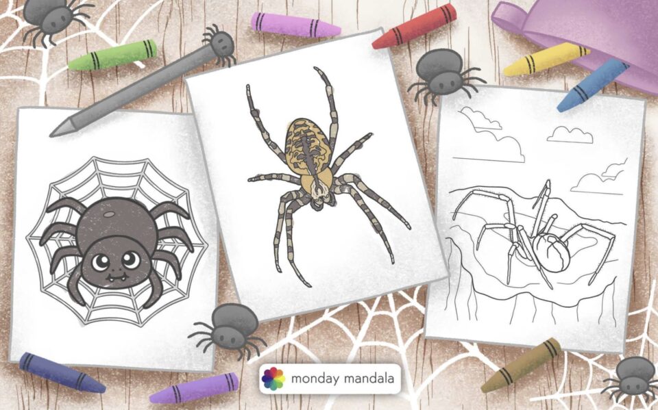 28 Spider Coloring Pages (Free PDF Printables)